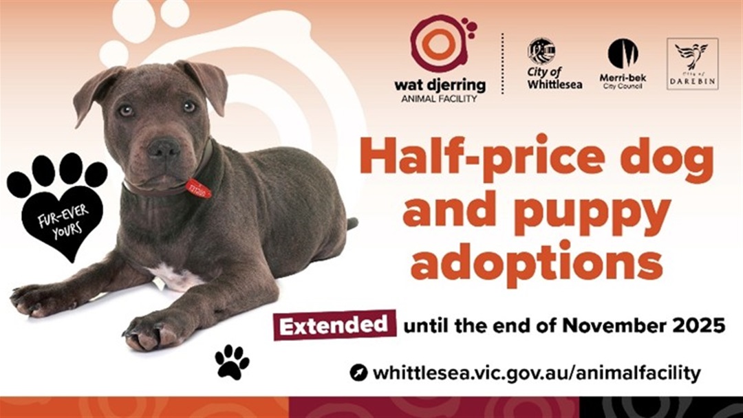 Discounted dog and puppy adoptions extended | City of Whittlesea
