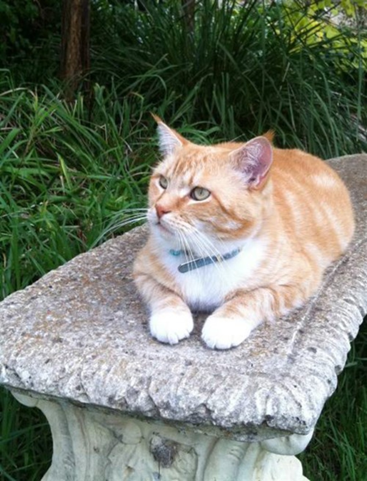 Resources to help you confine your cat to your property | City of ...