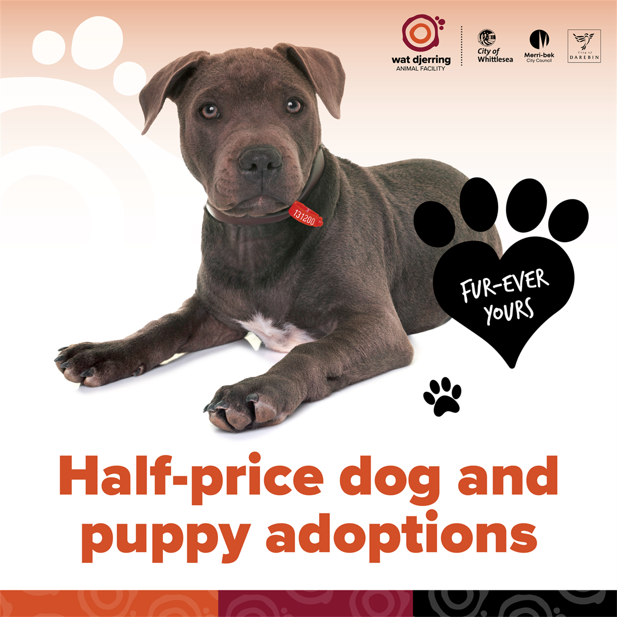 Paws for thought: Dog adoptions discounted | City of Whittlesea