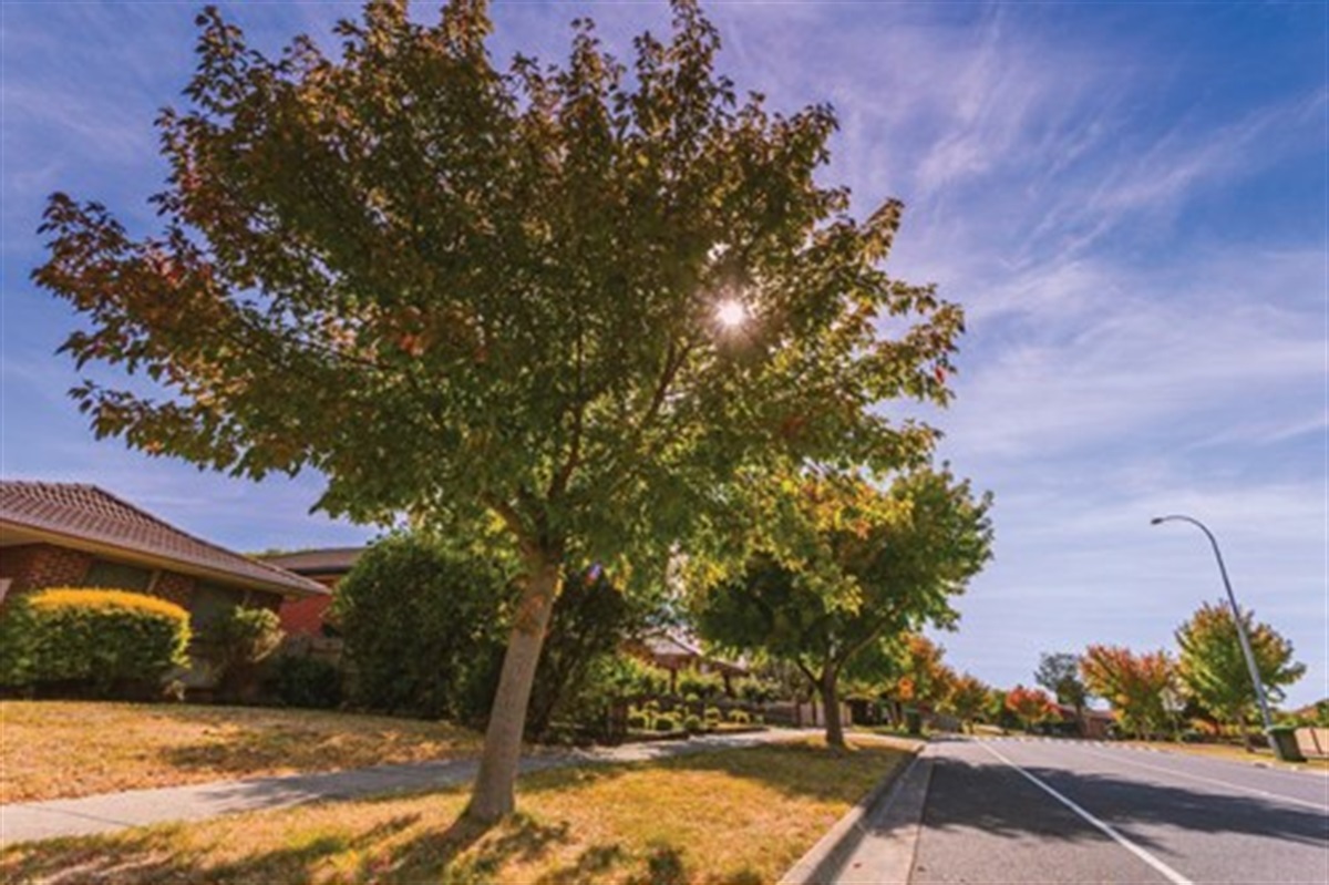 New Nature Strip Garden Guidelines promote biodiversity and community ...