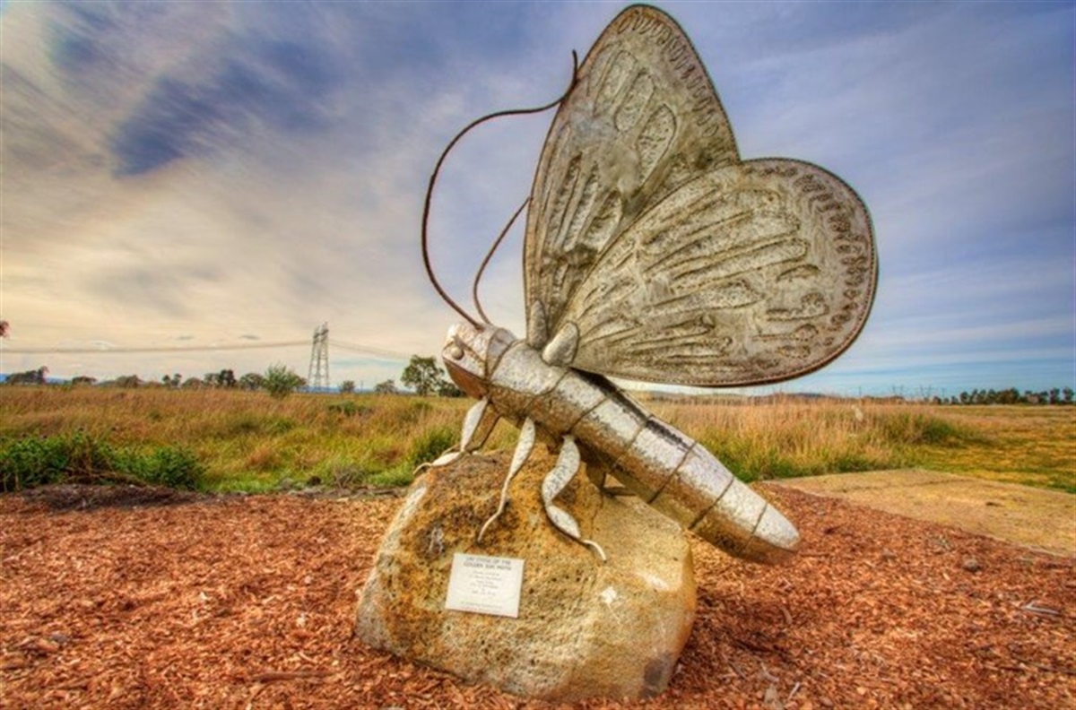 Golden Sun Moth | City of Whittlesea