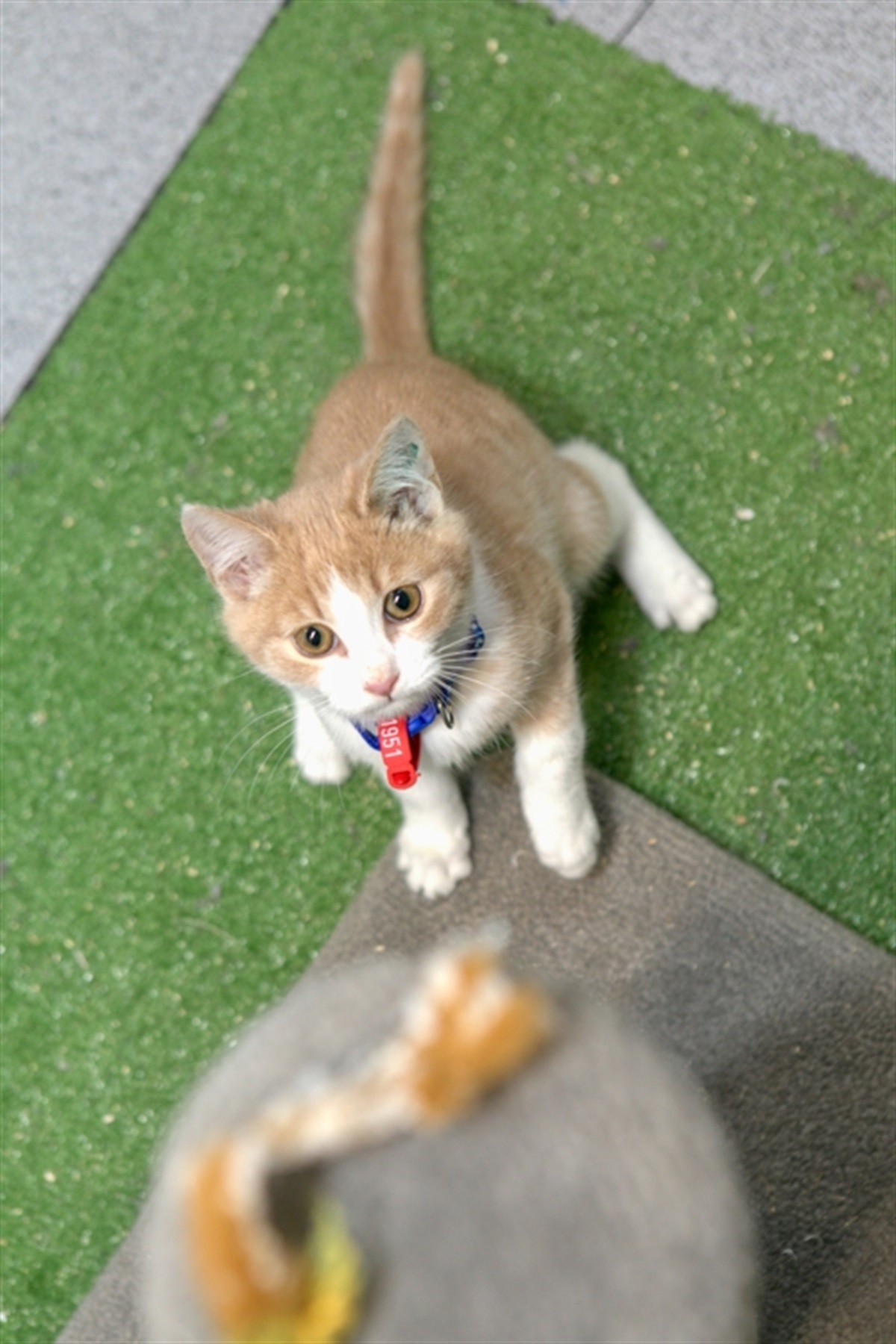 For the love of cats | City of Whittlesea